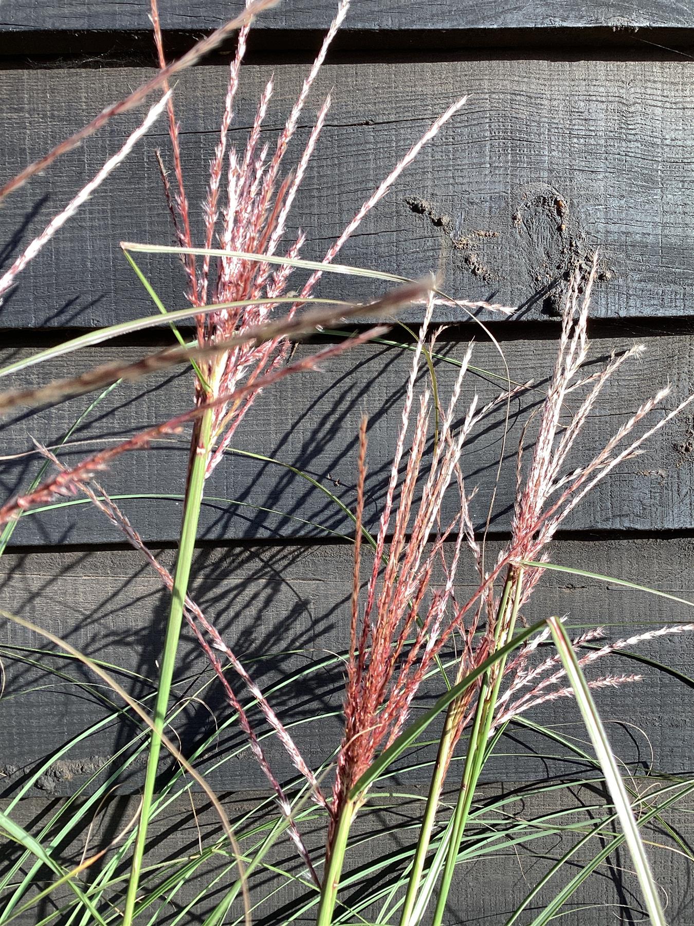 Miscanthus sinensis 'Kleine Silberspinne' | Eulalia 'Kleine Silberspin ...