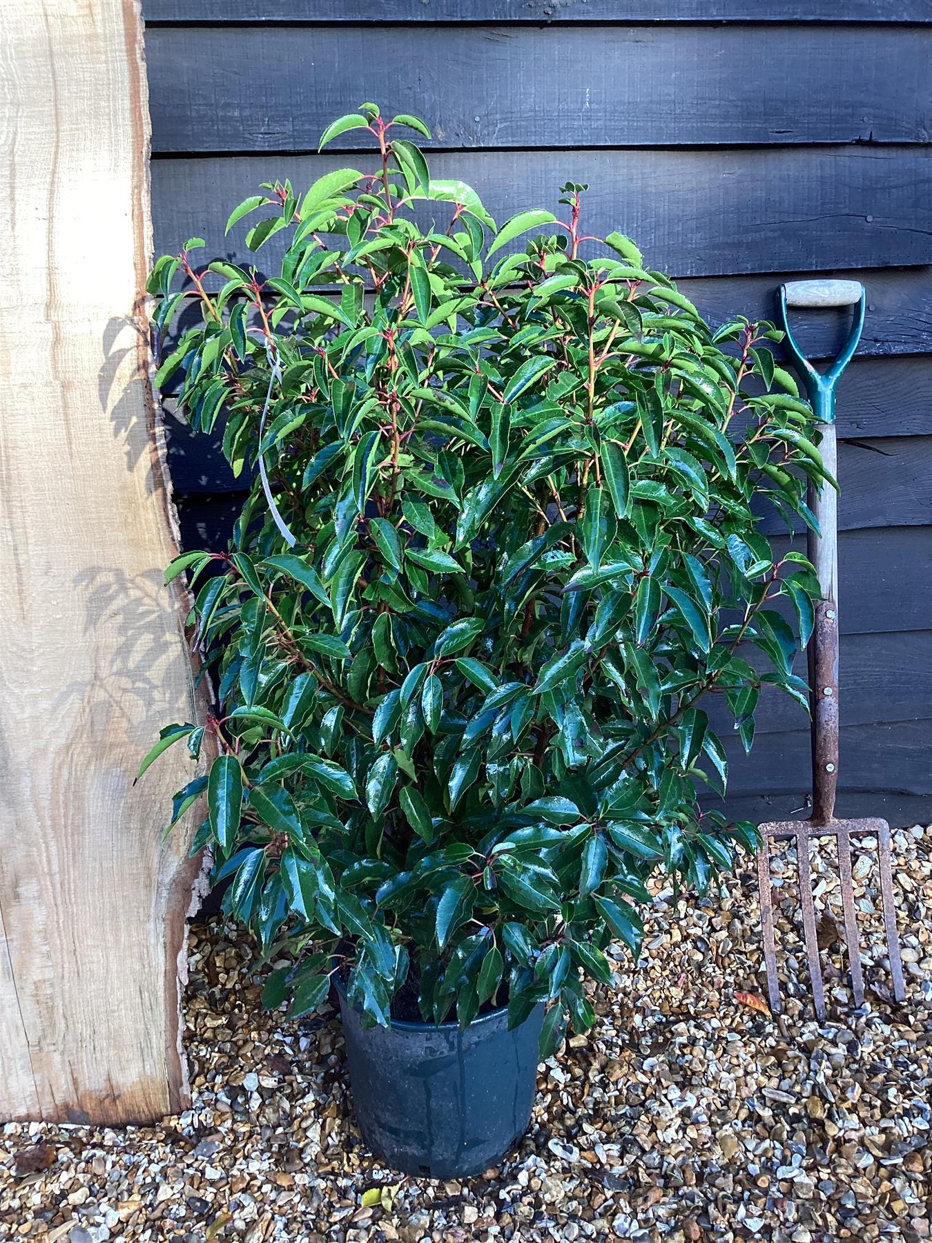Prunus lusitanica 'Angustifolia' | Portuguese Laurel 'Myrtifolia ...