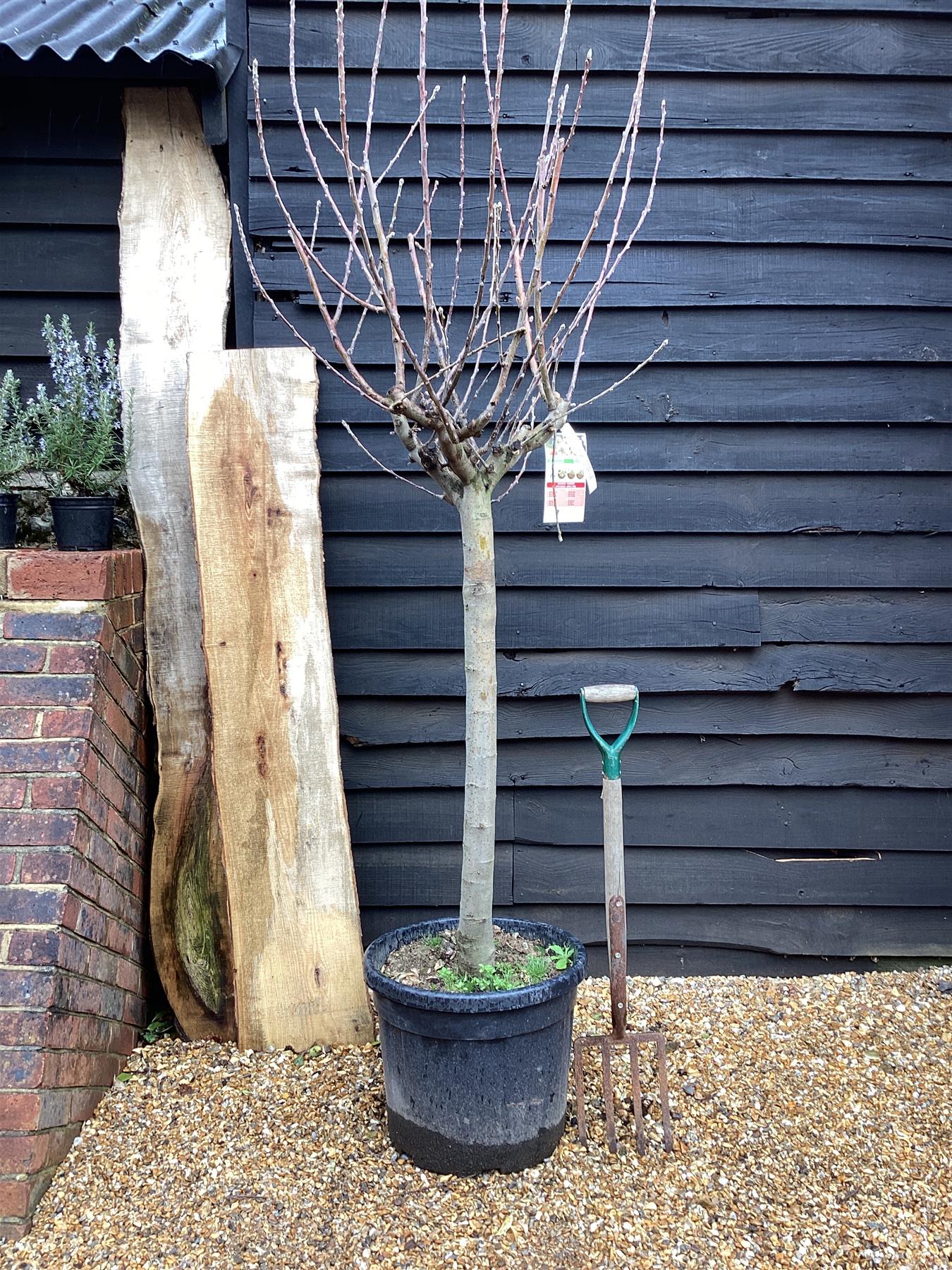 Apple tree 'Reinette Grise' | Malus domestica - Girth 18-20cm - 200-22 ...