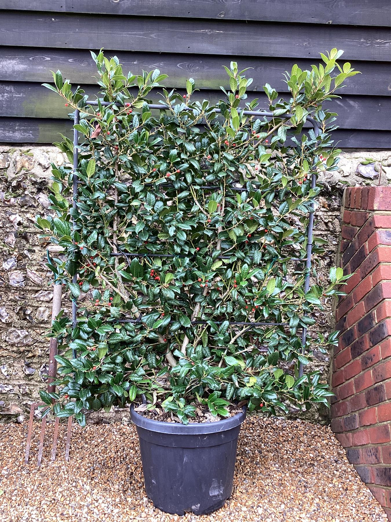 Ilex 'Nellie R. Stevens' | Holly 'Nellie R. Stevens' - Frame - 160 cm ...