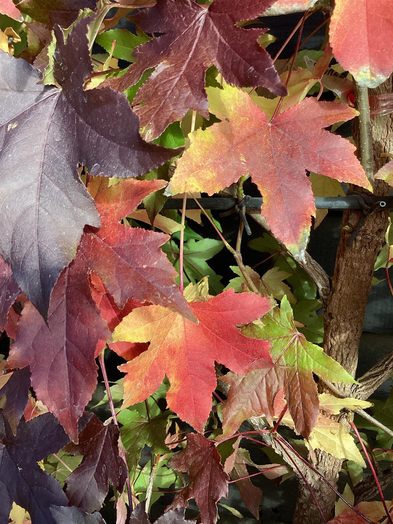 Liquidambar styraciflua | Sweet Gum Tree - Frame - 150-160cm, 30lt – Arundel Arboretum