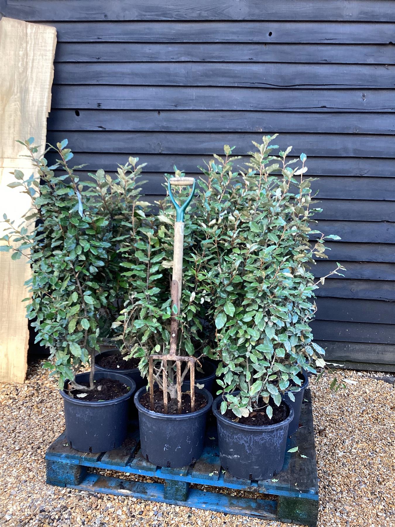 9 x Elaeagnus ebbingei Compacta - 120-130cm - 20lt – Arundel Arboretum
