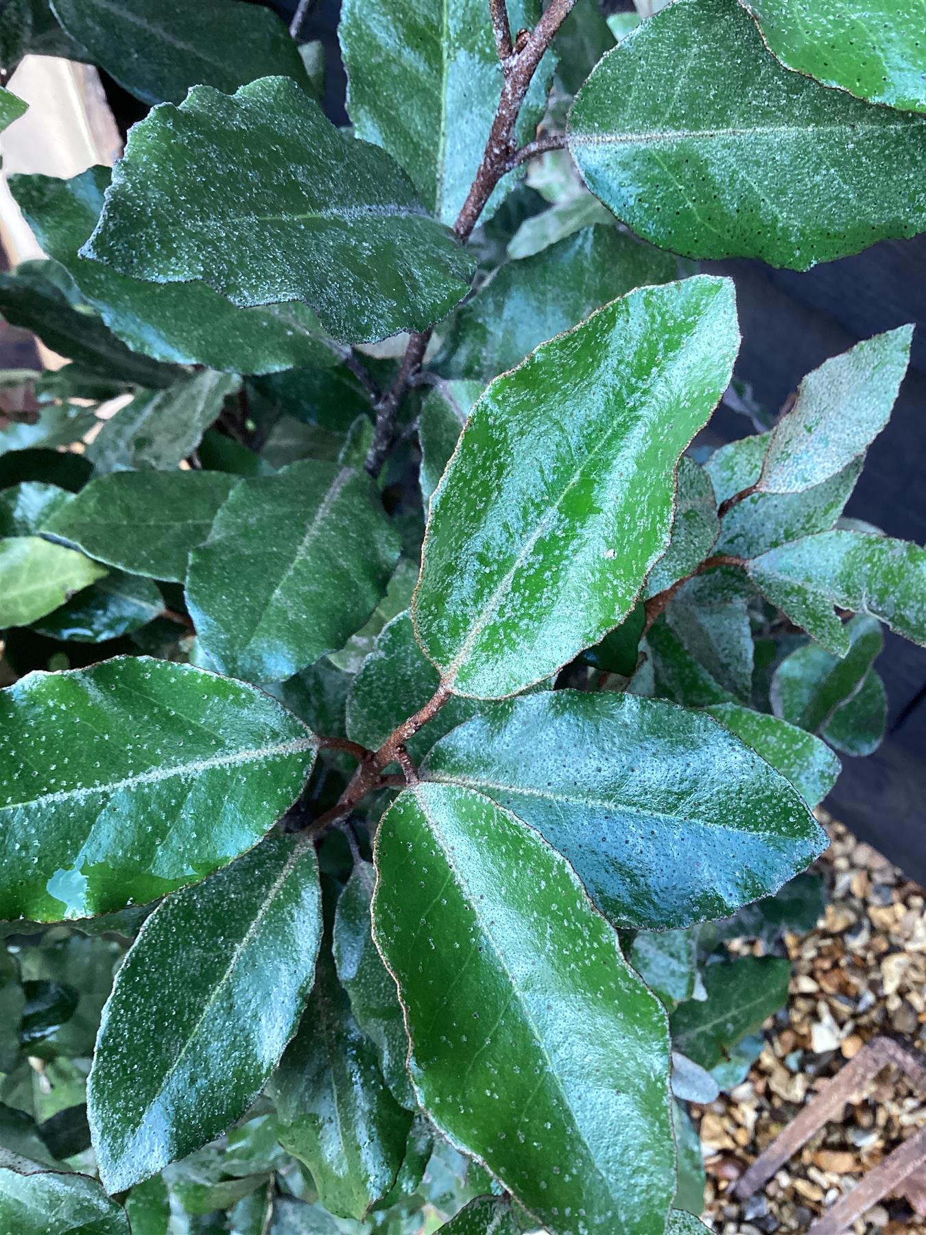 9 x Elaeagnus ebbingei Compacta - 120-130cm - 20lt – Arundel Arboretum