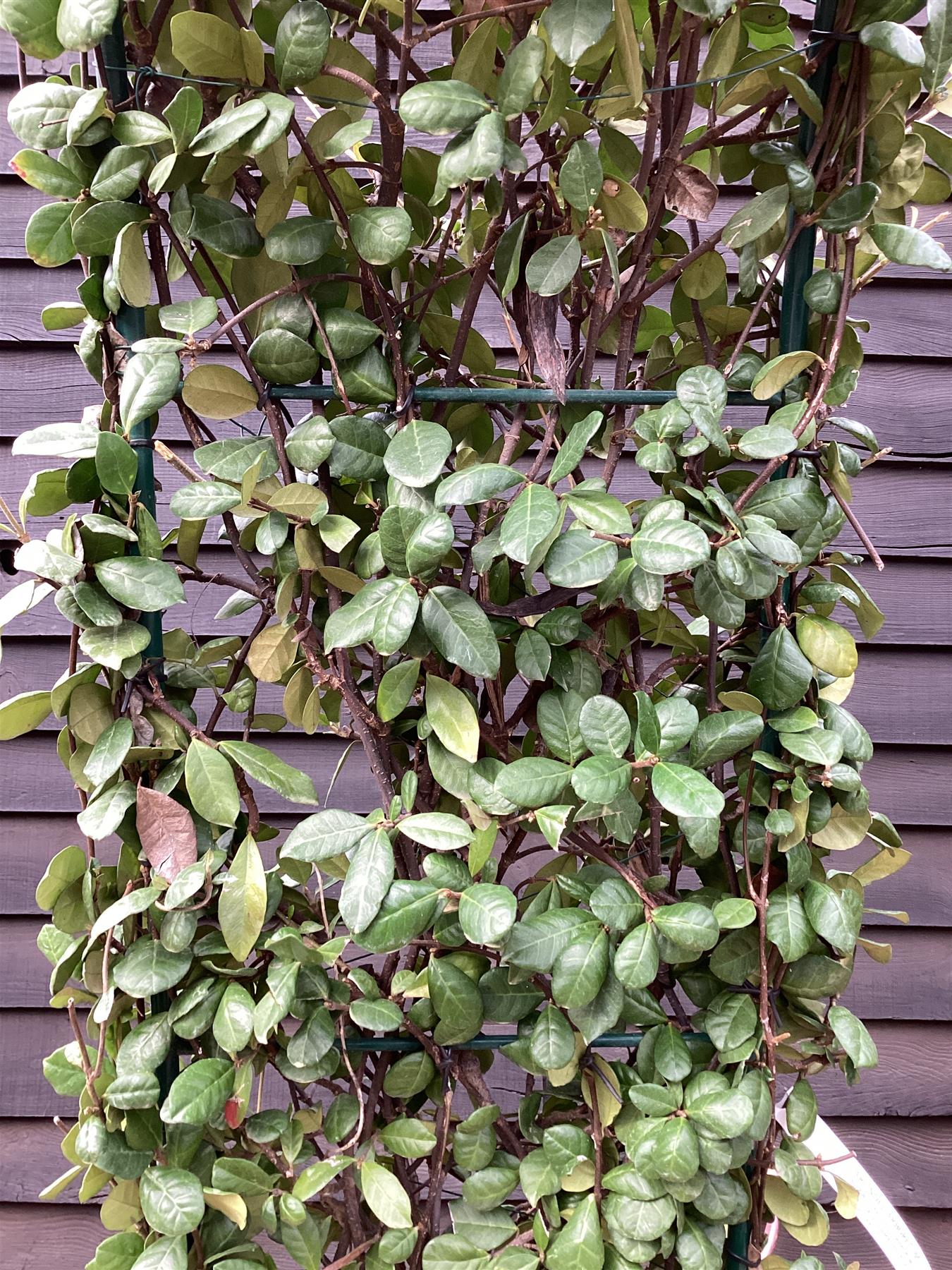 Trachelospermum jasminoides | Chinese Jasmine - Arch - 270cm, 55lt ...