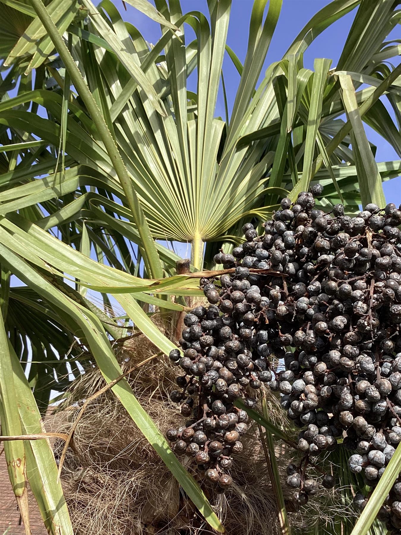 Trachycarpus fortunei | Chusan Palm - 200-250cm, 150lt – Arundel Arboretum