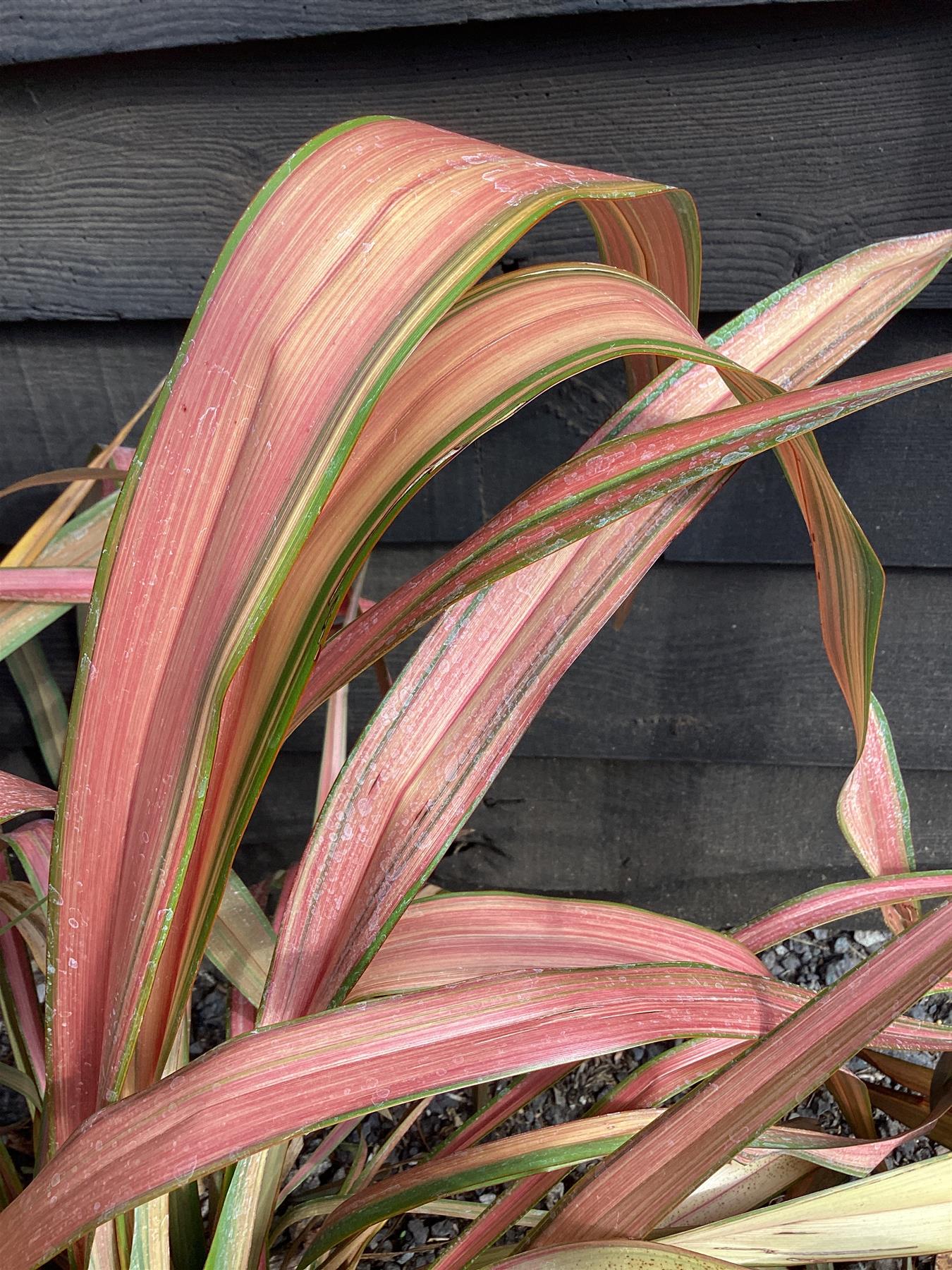 Phormium Jester | New Zealand Flax ‘Jester’ - 90-120cm, 10lt – Arundel ...