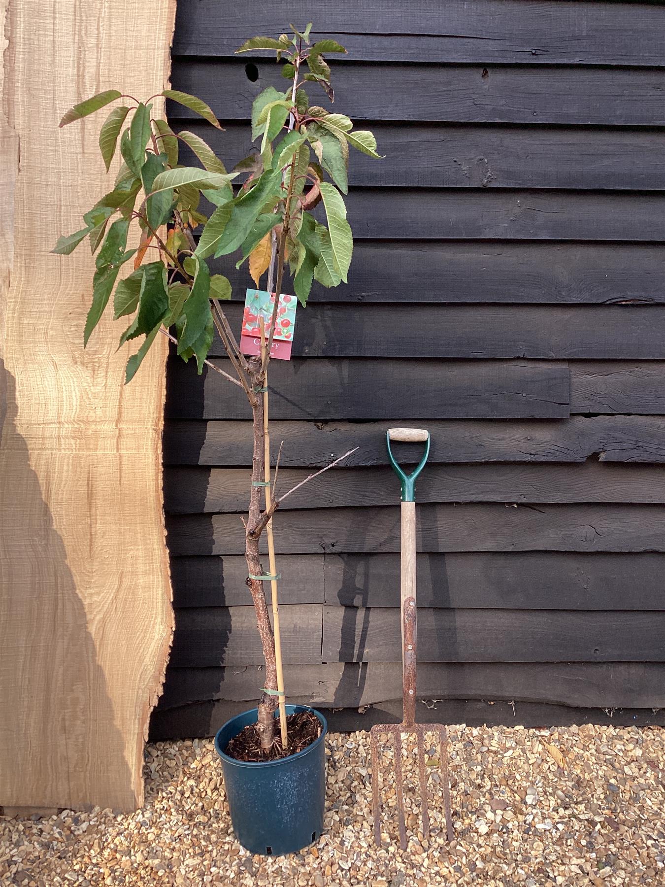 Prunus Avium Summer Sun Sweet Cherry Tree, Clear Stem - 150-180cm, 10l ...