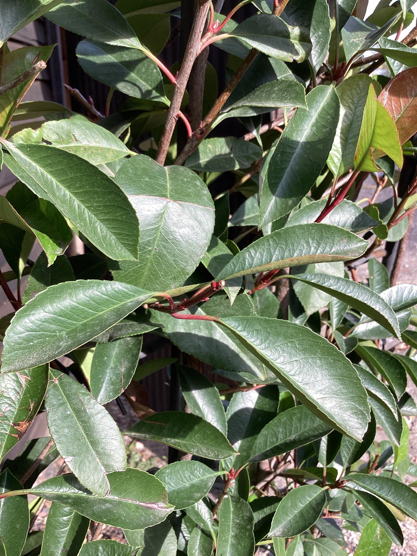 Photinia Red Robin | Christmas berry 'Little Red Robin' - Frame - 220 ...