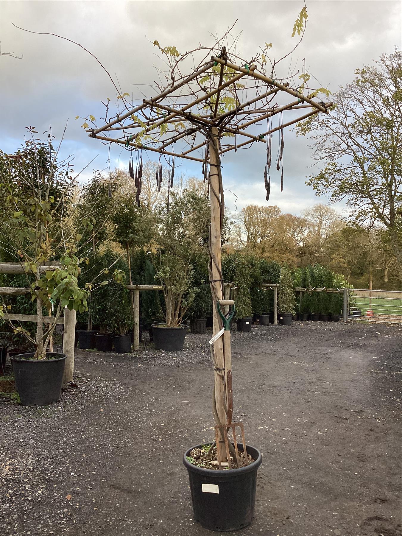 Wisteria | Chinese wisteria - Frame - 270-300cm, 35lt – Arundel Arboretum