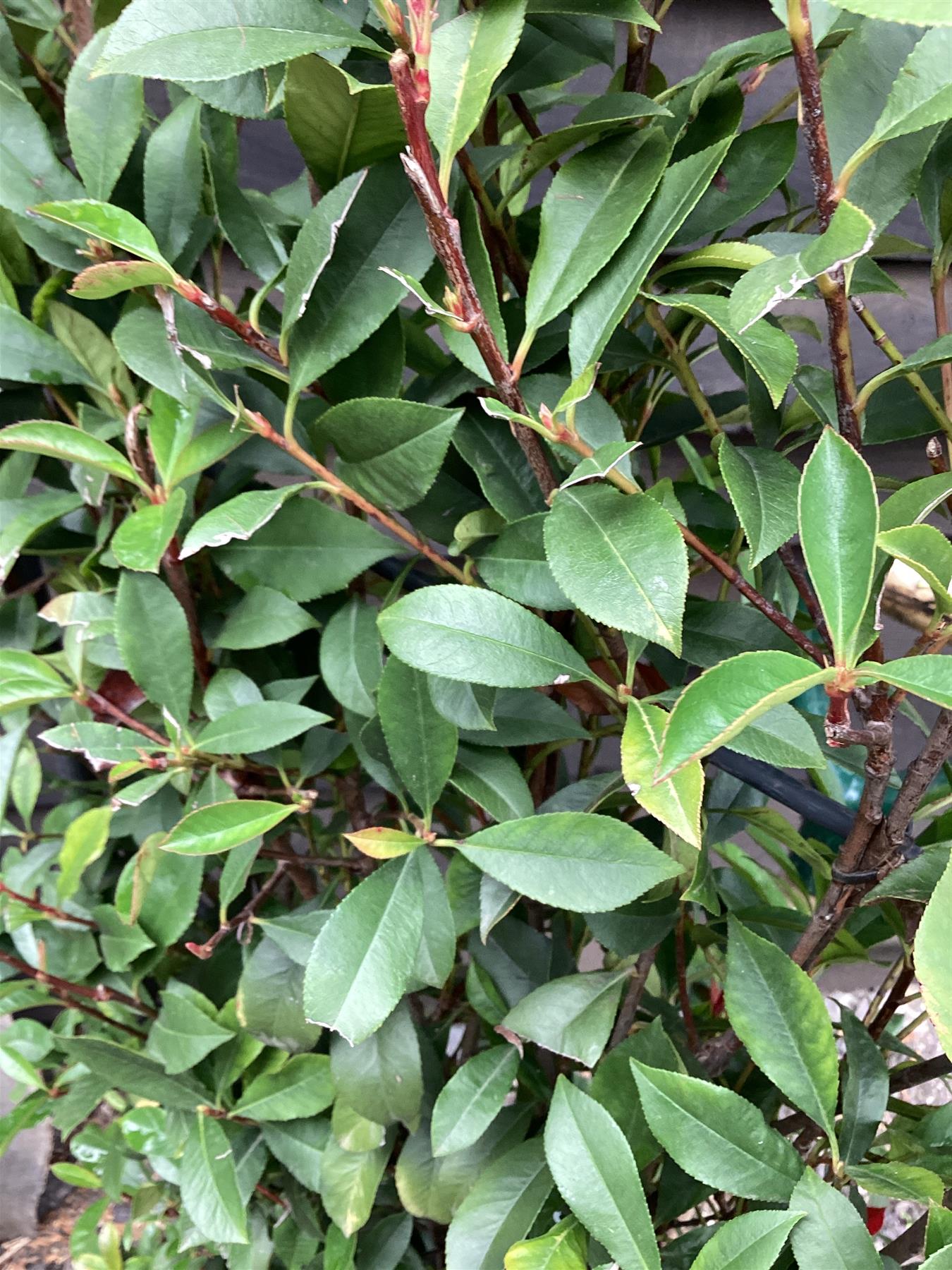 Photinia Red Robin | Christmas berry 'Red Robin' - Compacta - Frame ...
