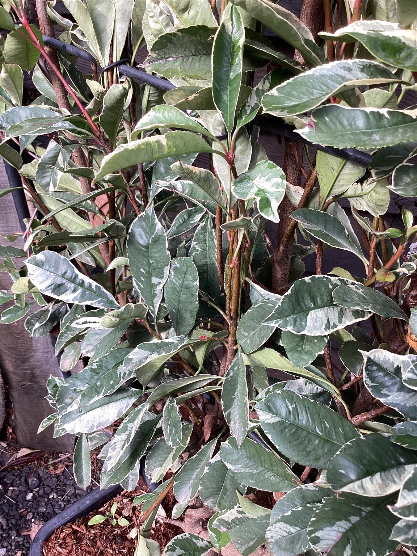 Photinia Pink Marble ('Cassini') | Christmas Berry Pink Marble - Half ...