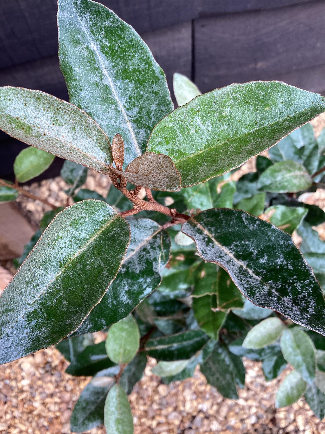 Elaeagnus 'Viveleg' Oleaster – Arundel Arboretum