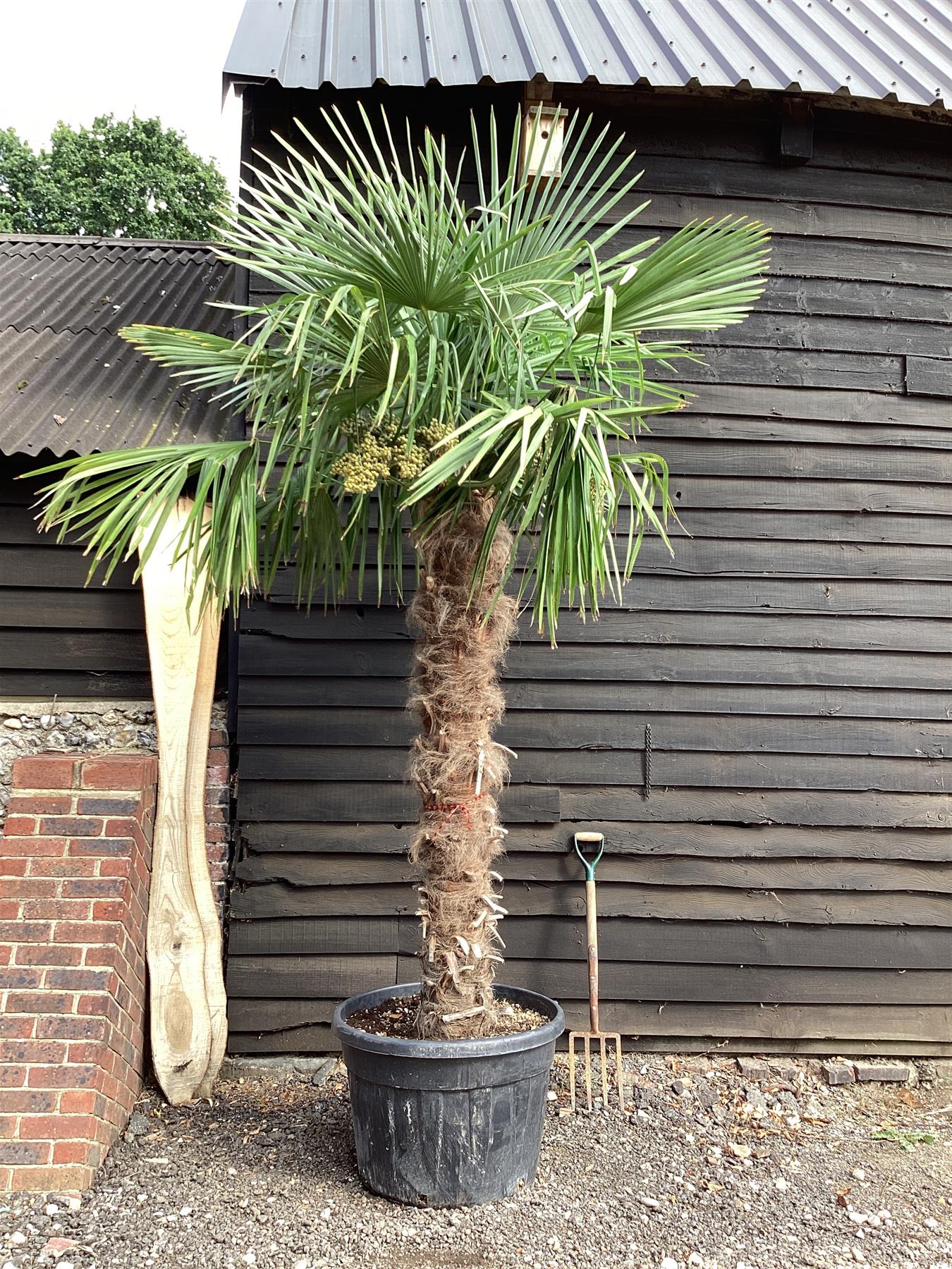 Trachycarpus fortunei | Chusan Palm - 200-250cm, 150lt – Arundel Arboretum