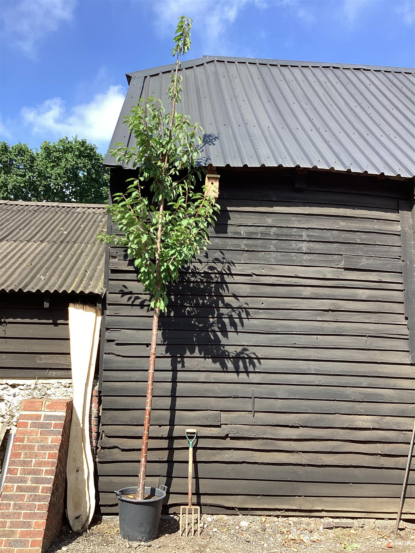 Prunus avium | Wild Cherry Tree, Clear Stem - 420-450cm, 50lt – Arundel ...