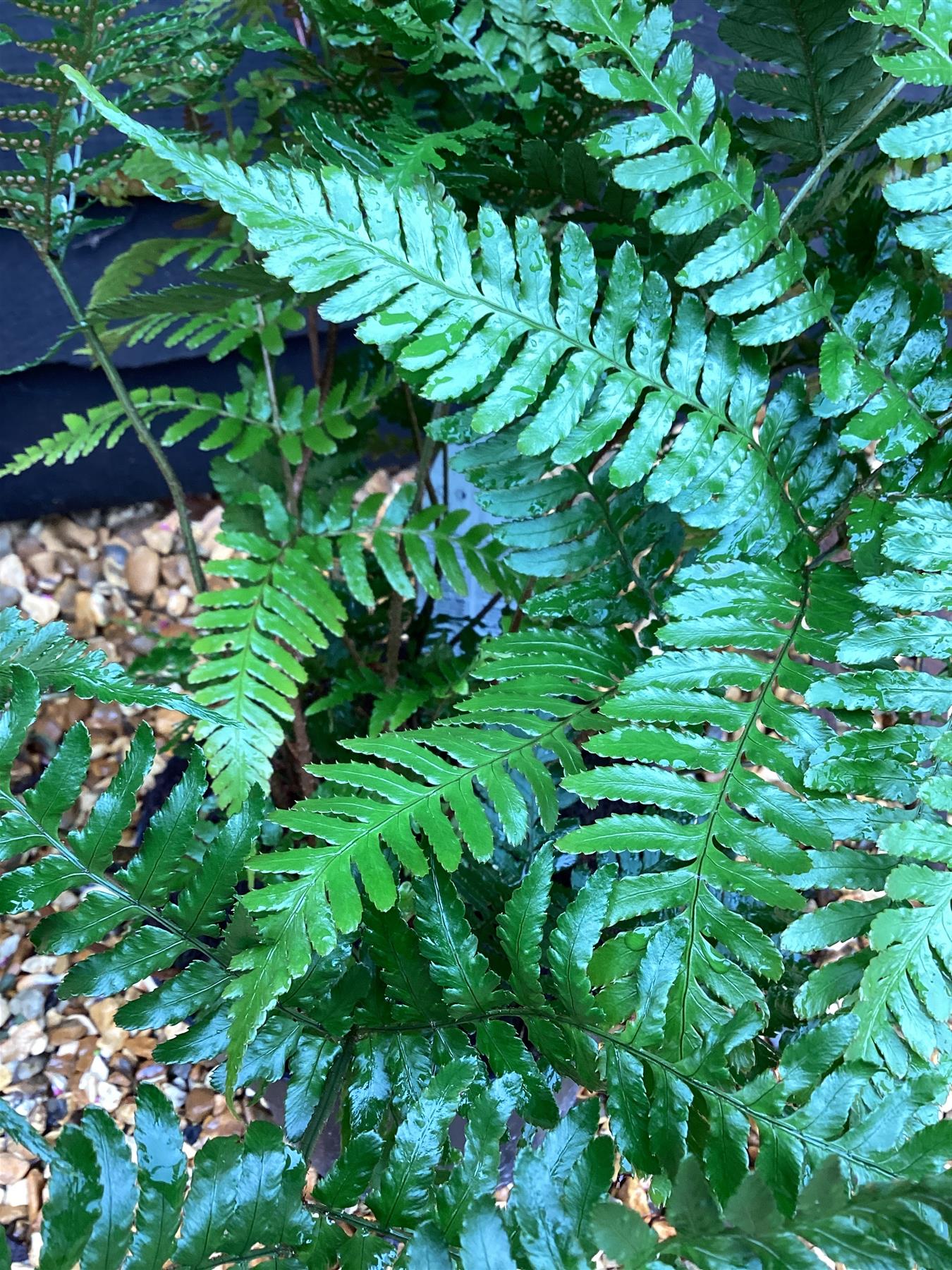 Dryopteris erythrosora 'Brilliance' | Copper Shield Fern - 55-60cm, 5l ...