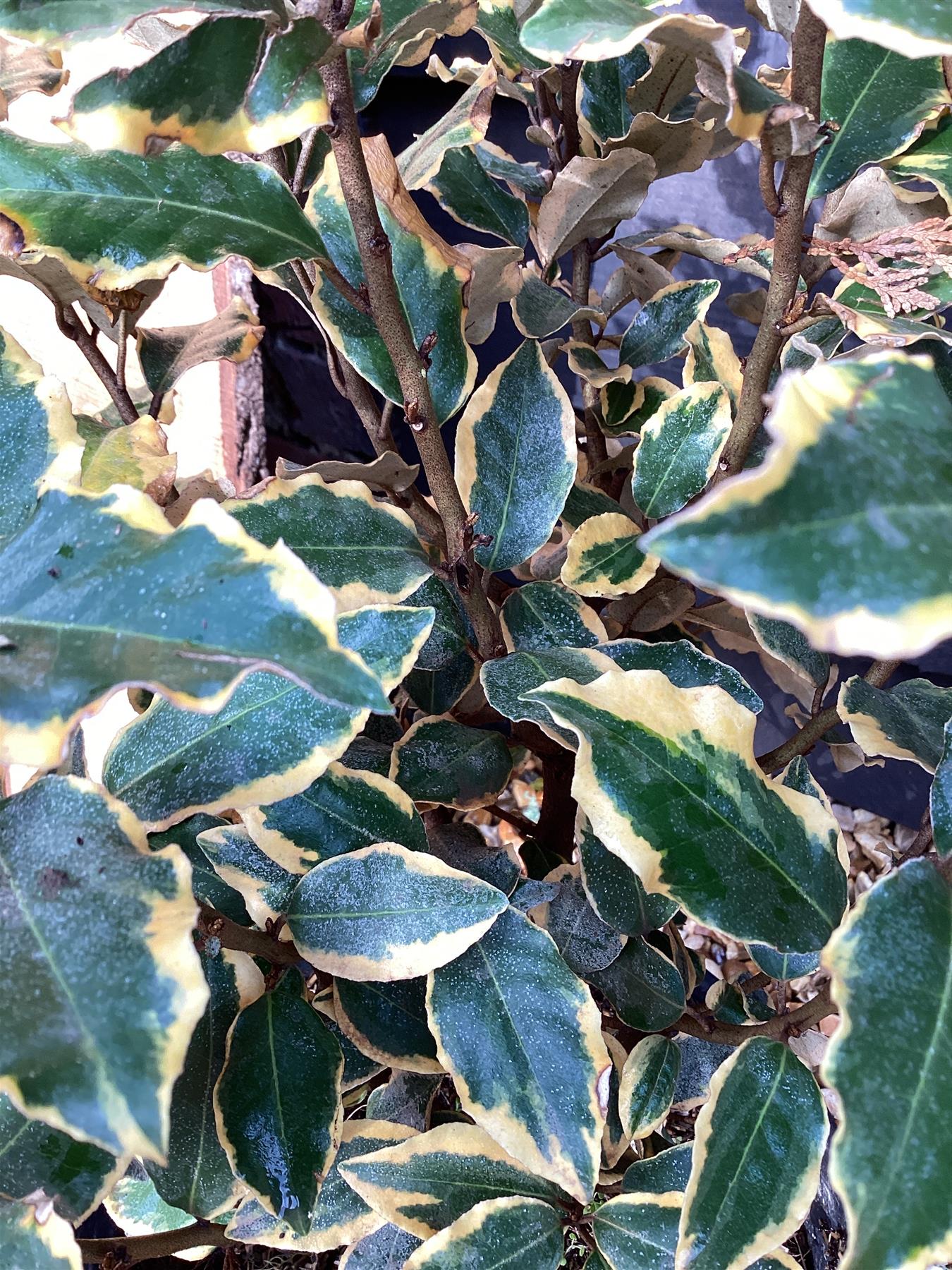 Elaeagnus 'Viveleg' Oleaster – Arundel Arboretum