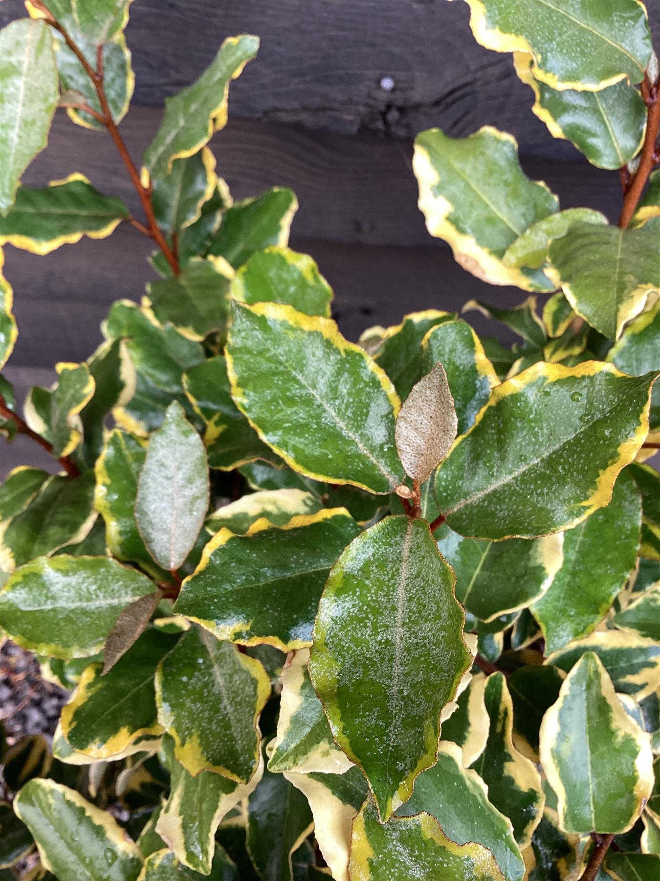 Elaeagnus 'Viveleg' Oleaster – Arundel Arboretum