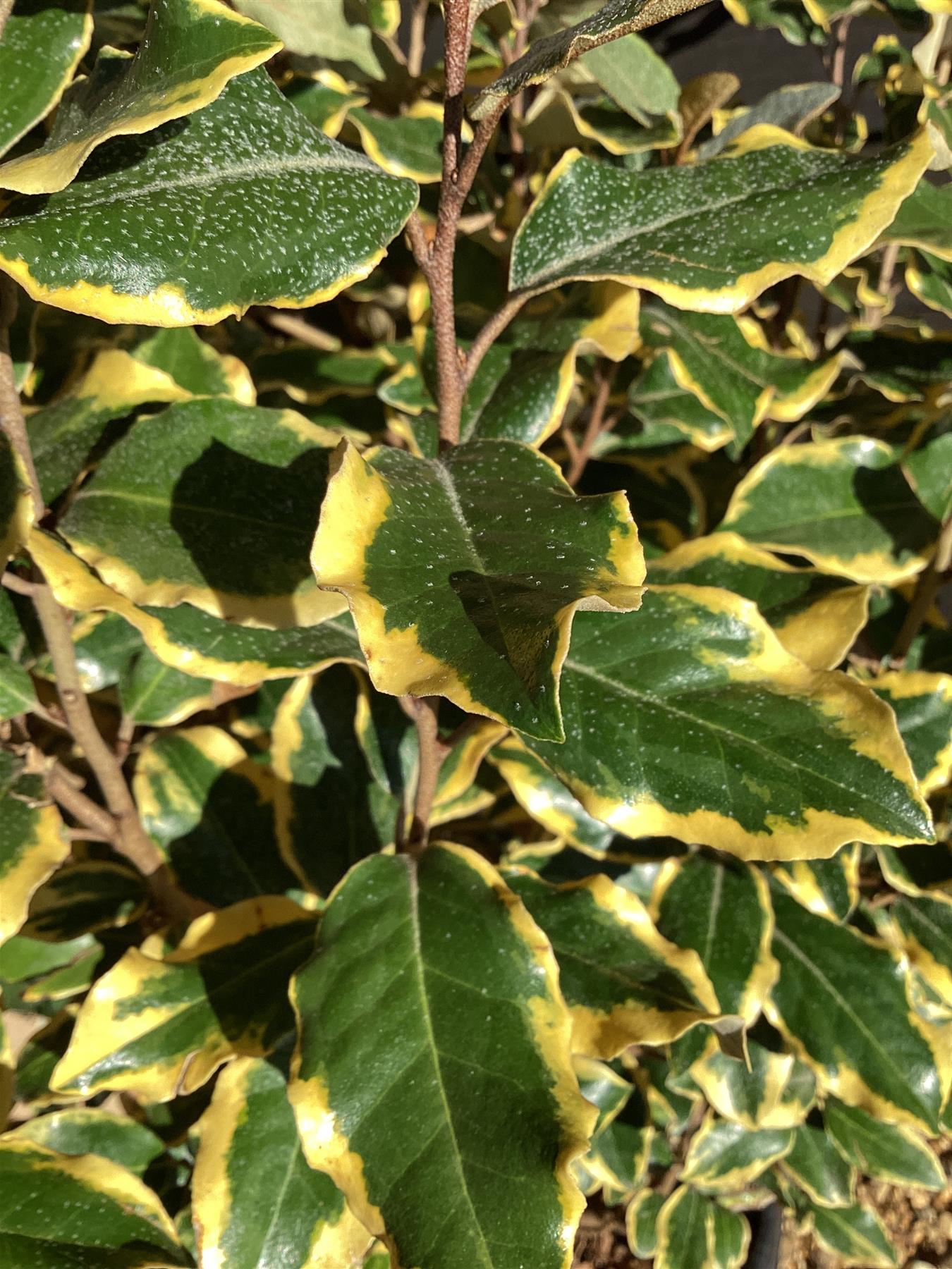 Elaeagnus 'Viveleg' Oleaster – Arundel Arboretum