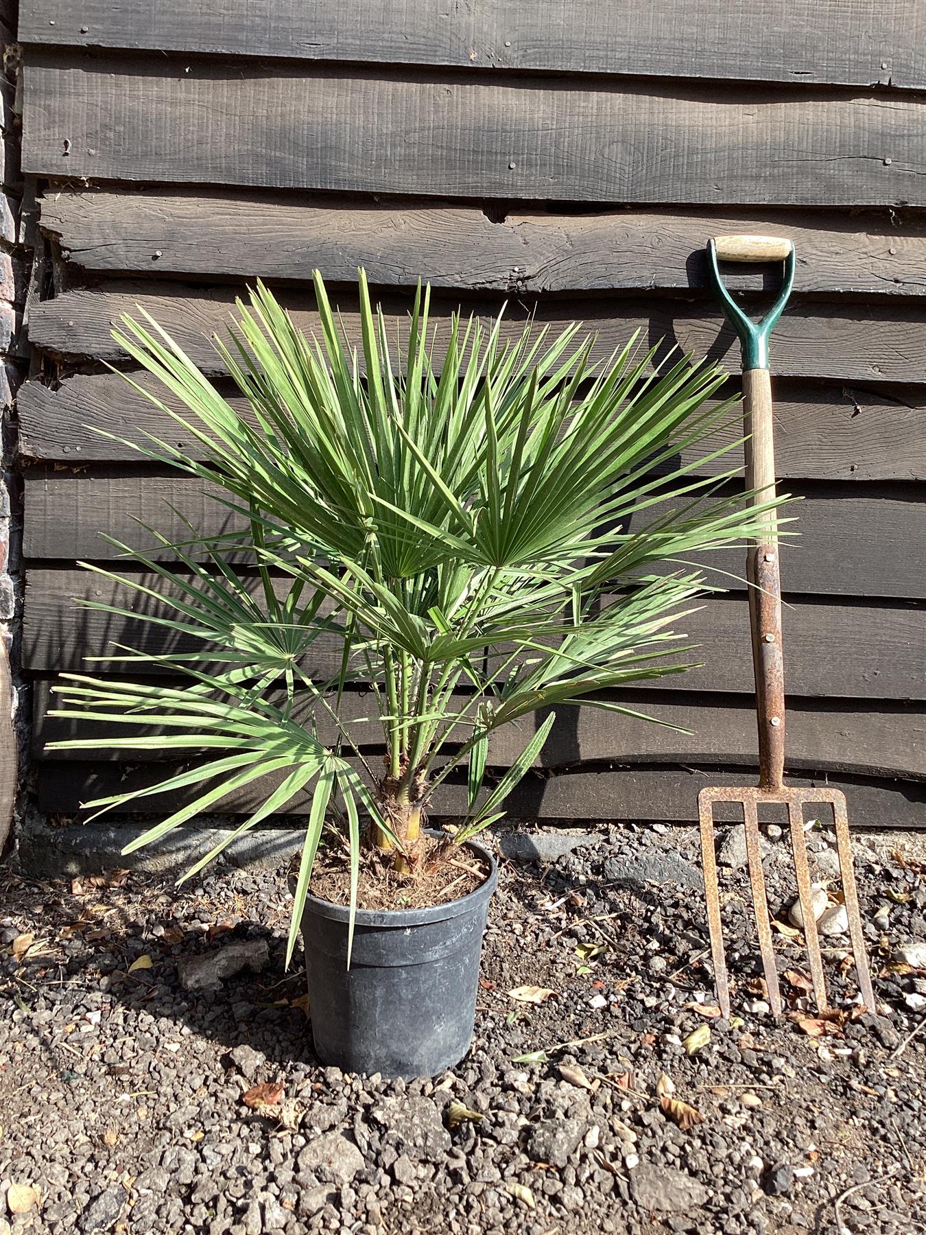 Chamaerops humilis | European Dwarf Fan Palm - 40-60cm, 7lt – Arundel ...