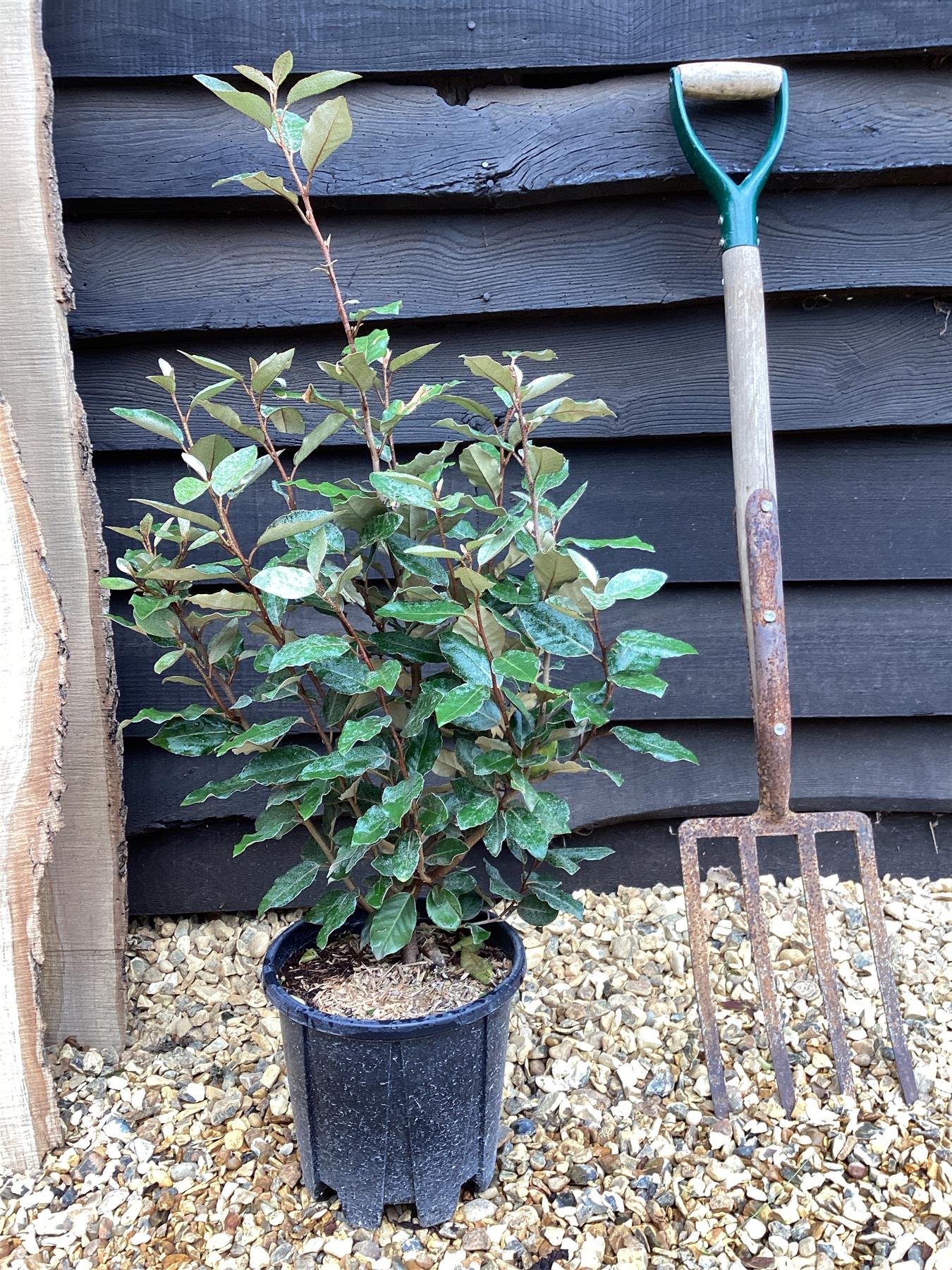 Elaeagnus 'Viveleg' Oleaster – Arundel Arboretum