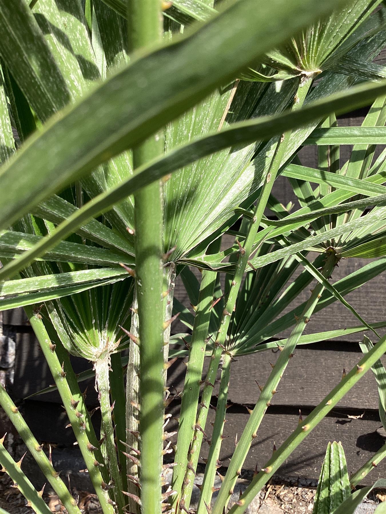 Chamaerops humilis | European Dwarf Fan Palm - 40-60cm, 7lt – Arundel ...