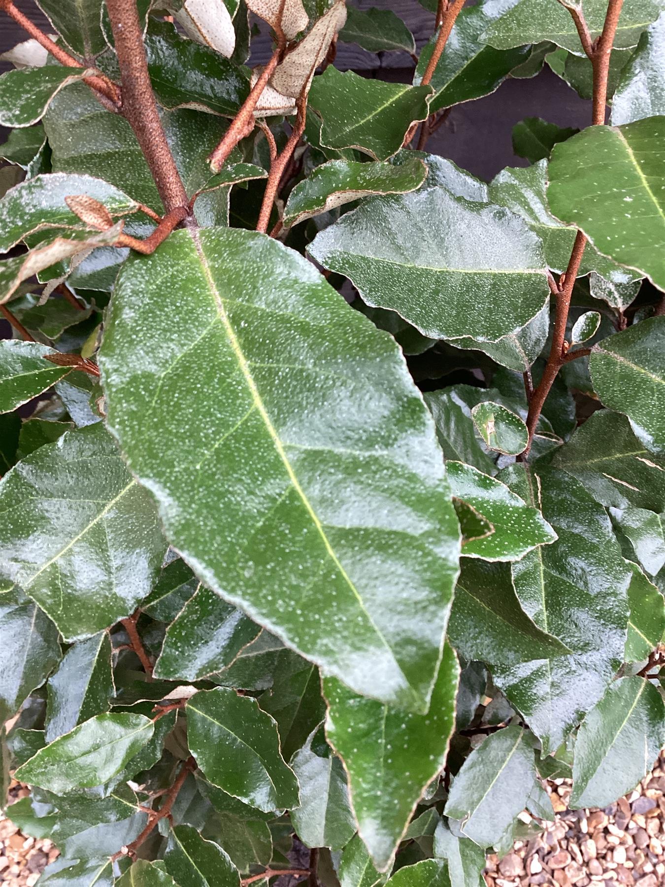 Elaeagnus ebbingei Compacta Oleaster – Arundel Arboretum