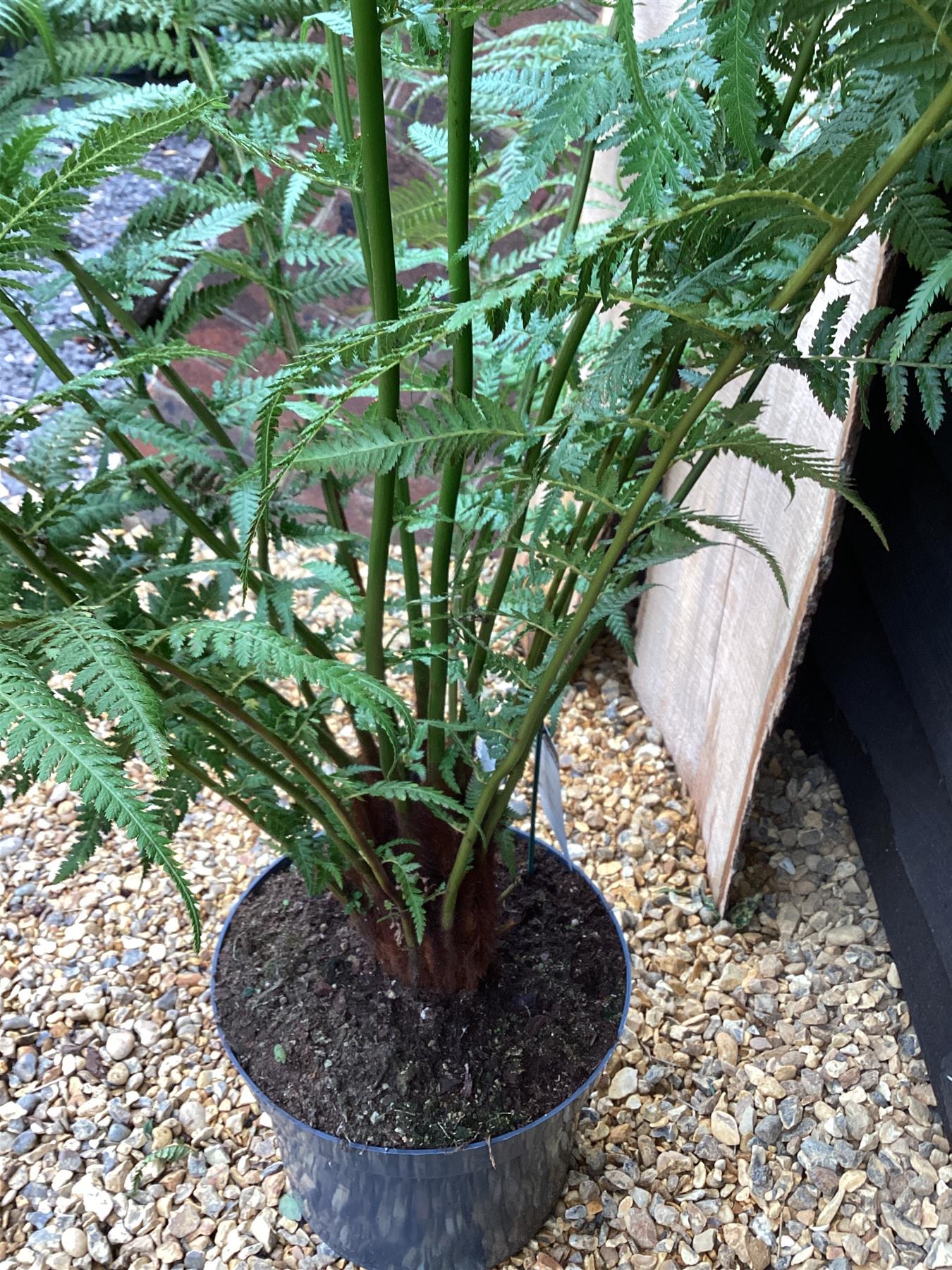 Dicksonia antarctica | Australian tree fern - 100-110cm, 10lt – Arundel ...