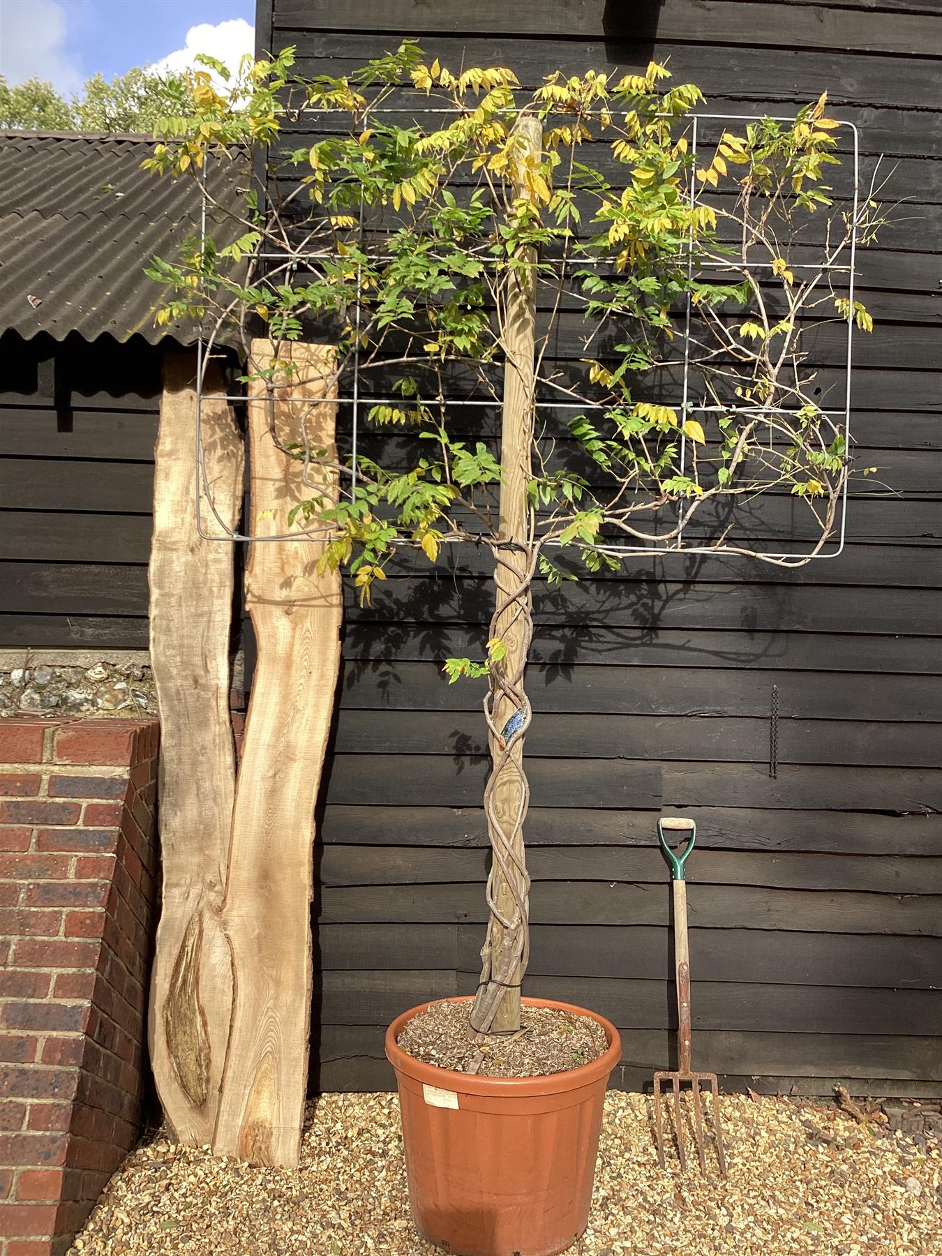 Wisteria | Chinese wisteria - Frame - 300-320cm, 90lt – Arundel Arboretum