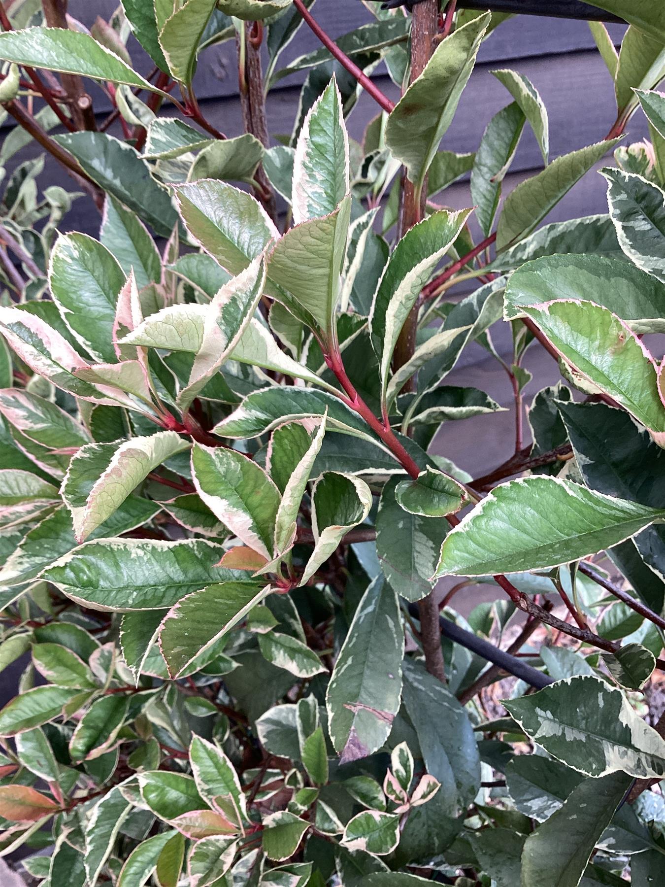 Photinia Pink Marble ('Cassini') | Christmas Berry Pink Marble - Frame ...