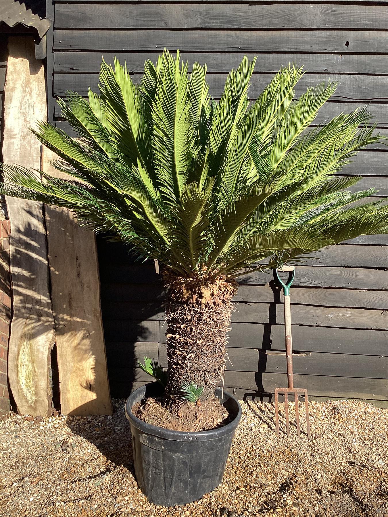 Cycas revoluta | King sago palm - 190-200cm - 70cm – Arundel Arboretum