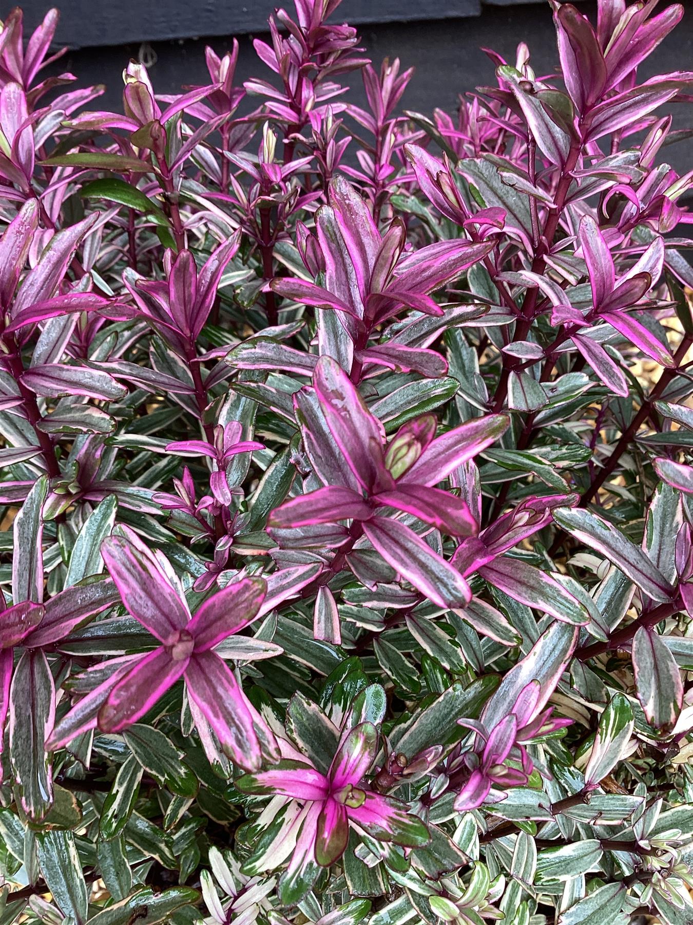 Hebe 'Frozen Flame' - 50-60cm, 5lt – Arundel Arboretum