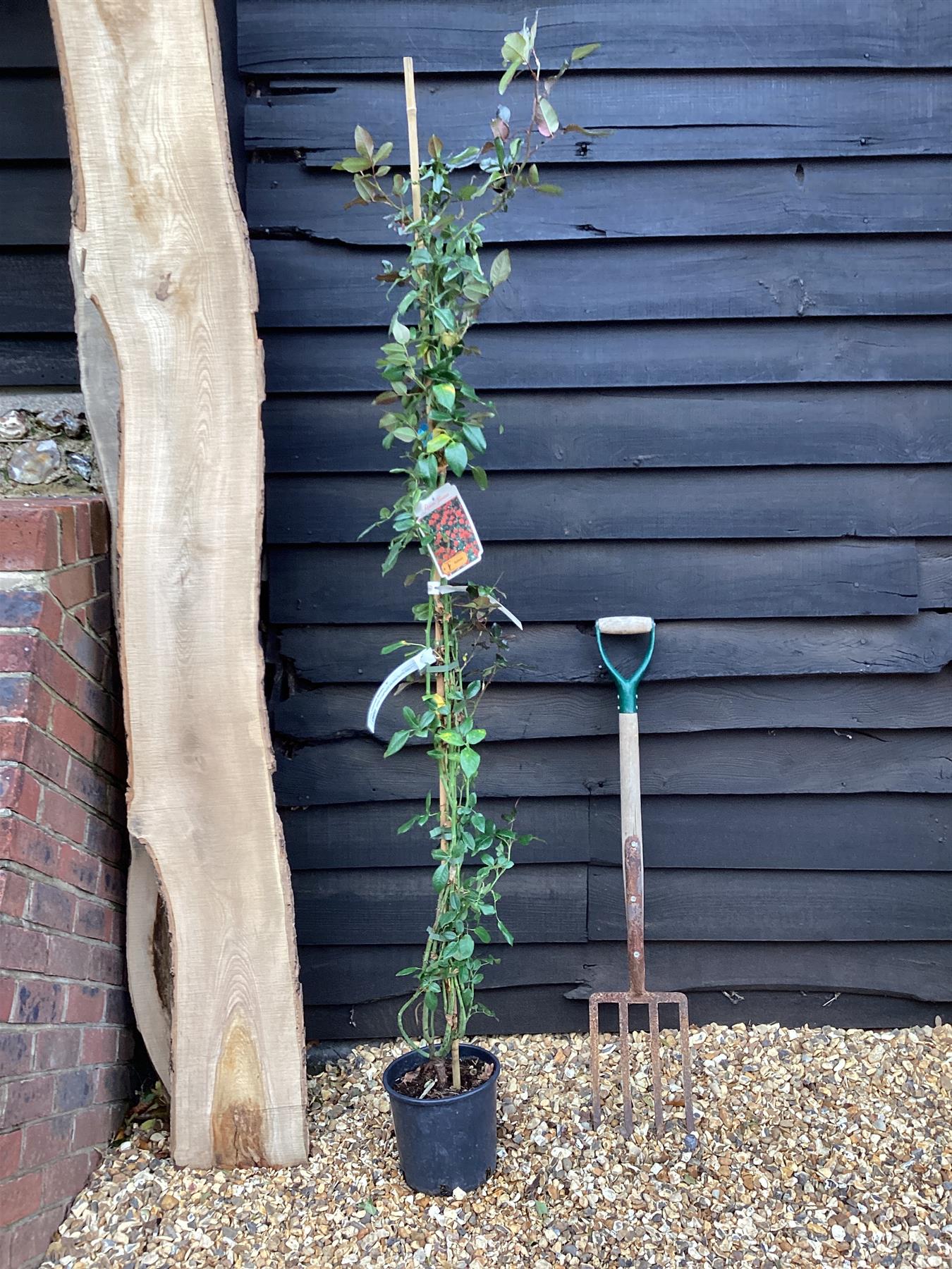 Rosa Rampicanti Santana | Climbing Rose ‘Santana’ - 170-190cm, 5lt ...
