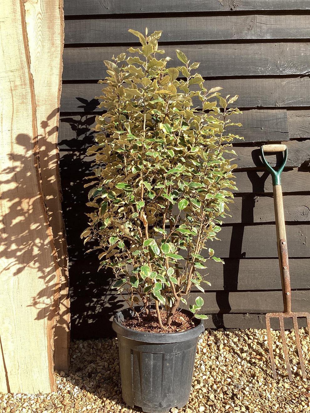 Elaeagnus 'Viveleg' Oleaster – Arundel Arboretum