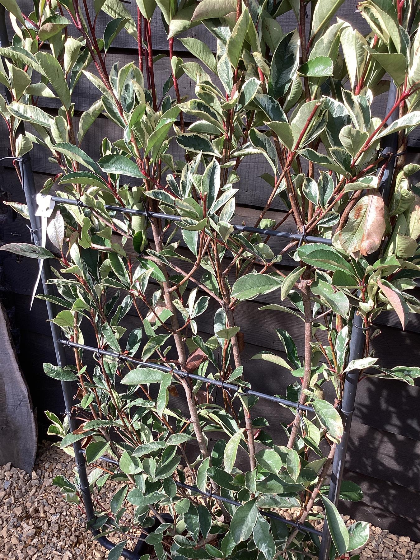 Photinia Pink Marble ('Cassini') | Christmas Berry Pink Marble - Half ...