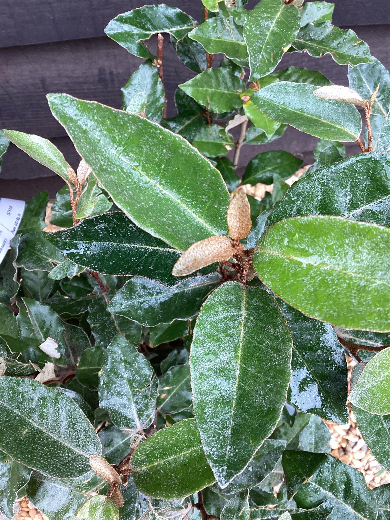 Elaeagnus ebbingei Compacta Oleaster – Arundel Arboretum