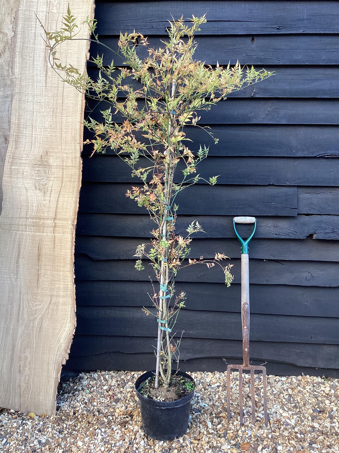 Jasmine officinalis | Common White Jasmine - 90-110cm, 10lt – Arundel ...