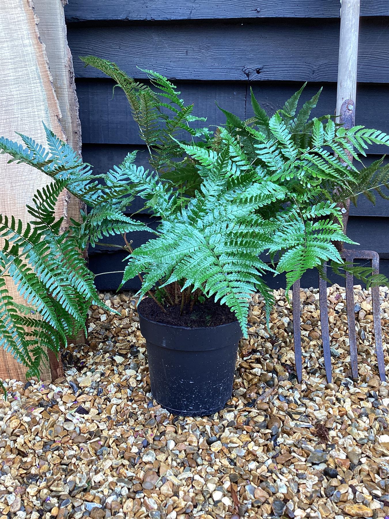 Dryopteris erythrosora 'Brilliance' | Copper Shield Fern - 55-60cm, 5l ...