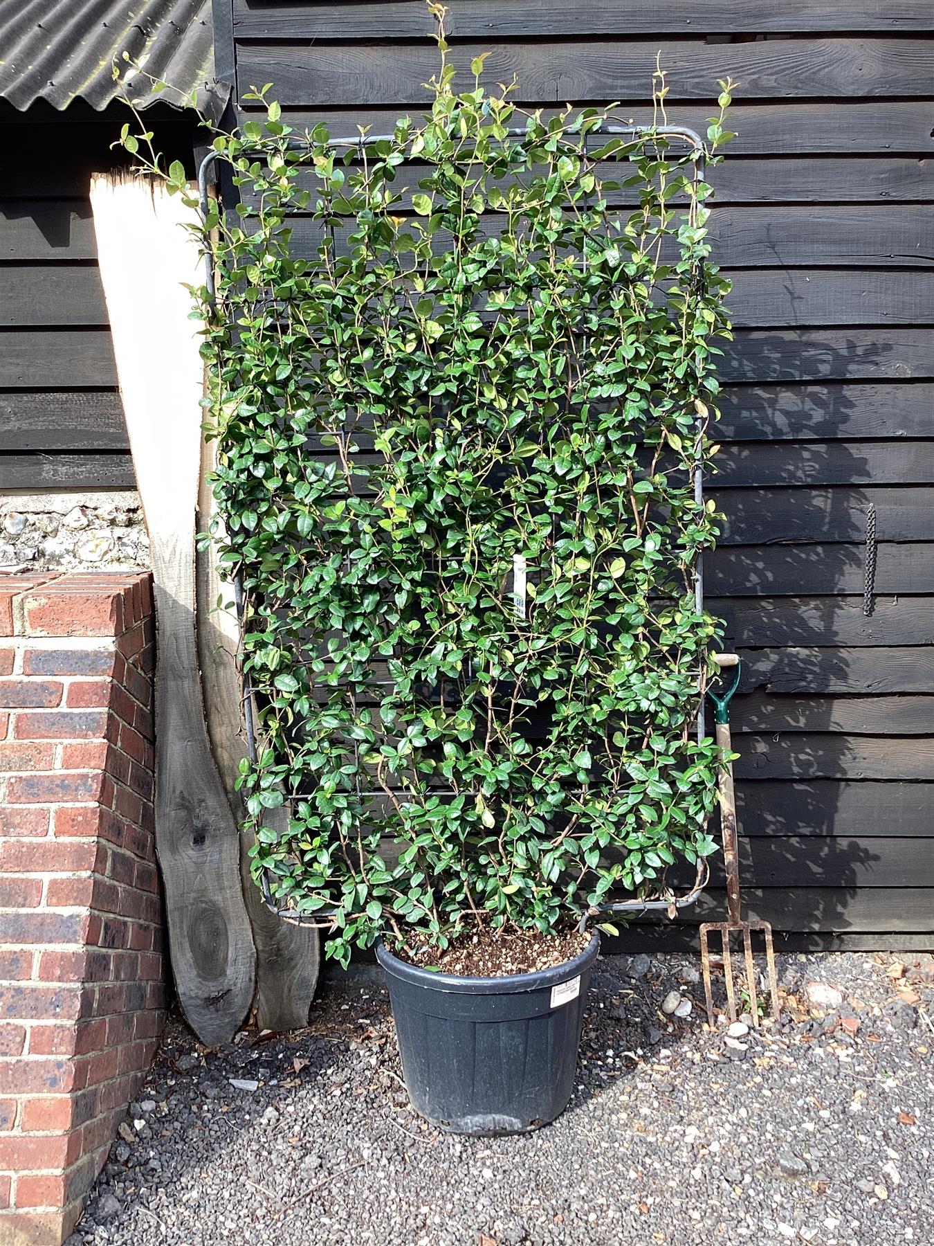 Trachelospermum Jasminoides Wall Star Jasmine Is An Attractive Woody