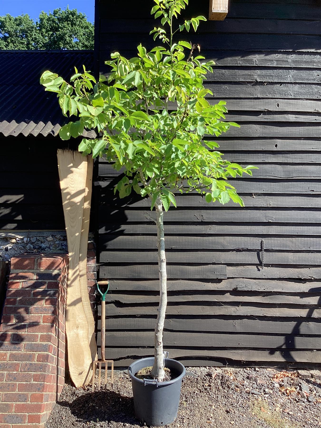 Juglans regia | Common Walnut Tree - 180-200cm, 50lt – Arundel Arboretum