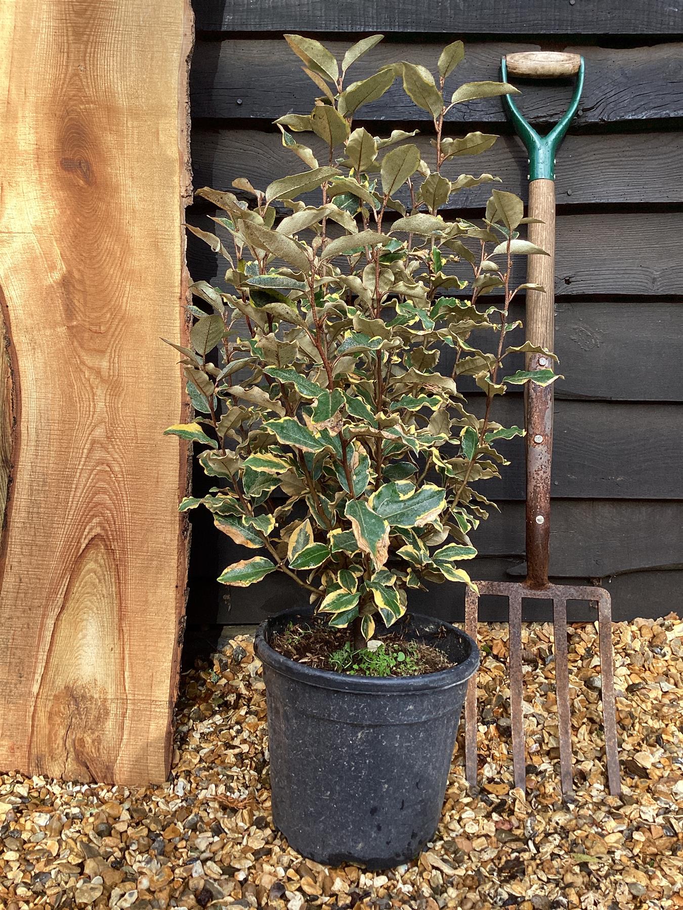 Elaeagnus 'Viveleg' Oleaster – Arundel Arboretum