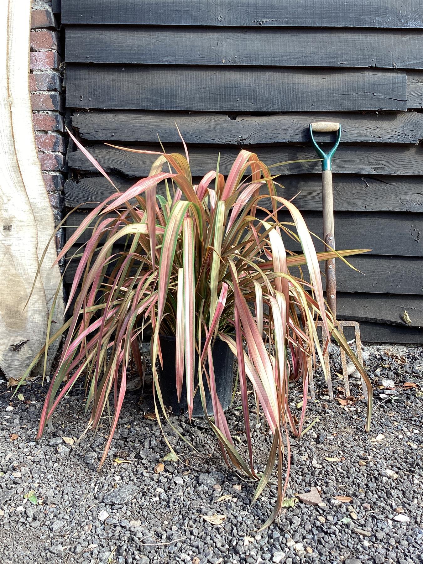 Phormium Jester | New Zealand Flax ‘Jester’ - 90-120cm, 10lt – Arundel ...