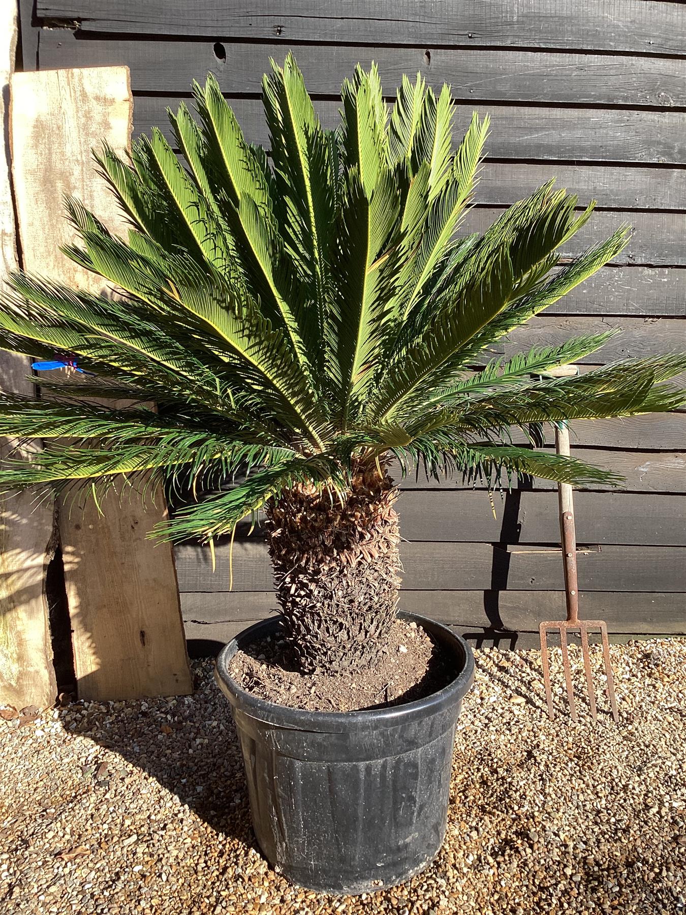 Cycas revoluta | King sago palm - 140-150cm - 70cm – Arundel Arboretum