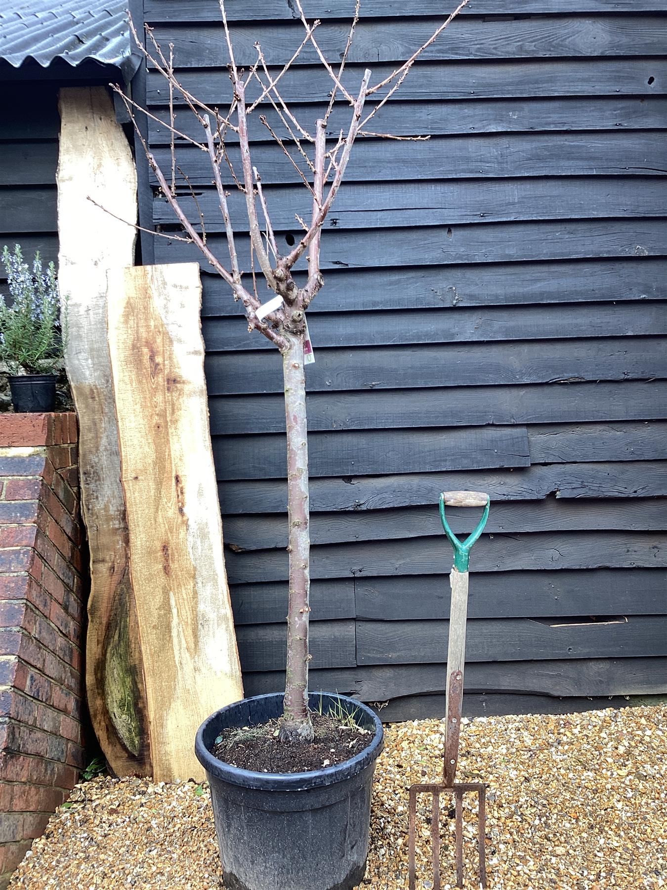 Cherry tree 'Rainier' | Prunus avium - Girth 18-20cm - 220-240cm - 50l ...