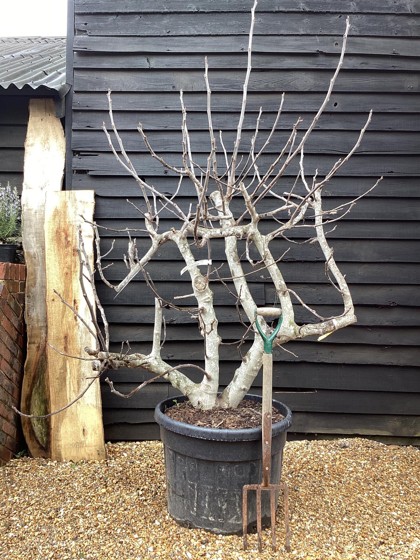 Fig - Ficus carica 'Napolitana' - Mature Espalier - 160-180cm - 70lt ...